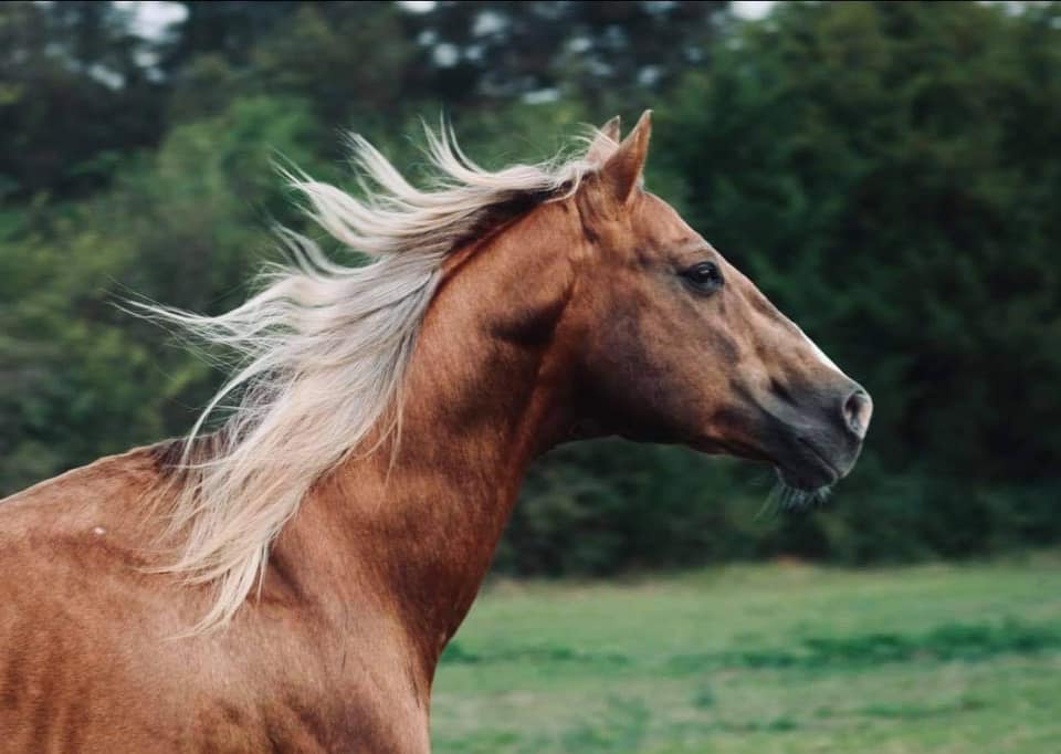 TOMAHAWK N FIREWATER - Stallions - Ruby Buckle
