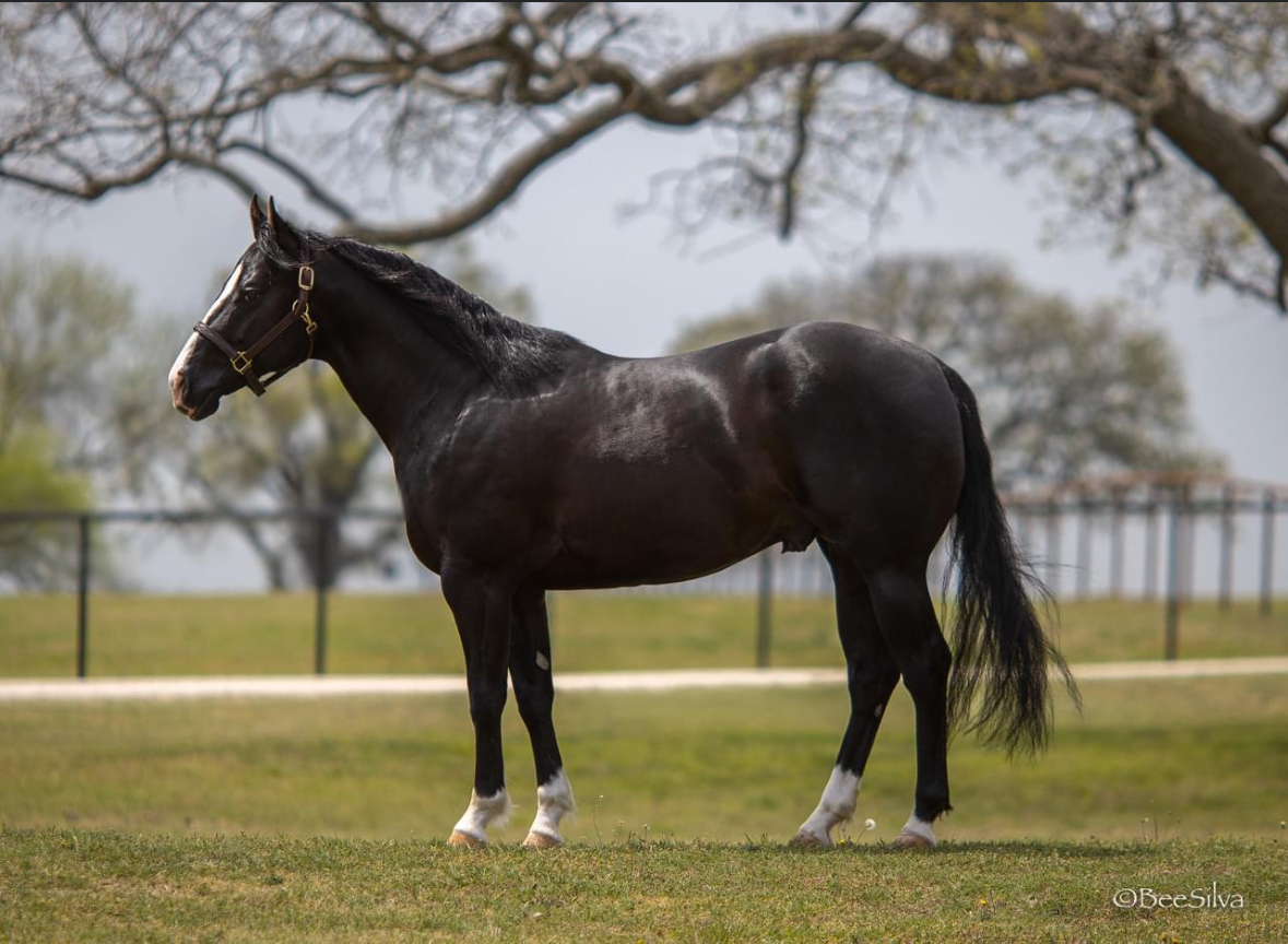 Just Winnin - Stallions - Ruby Buckle