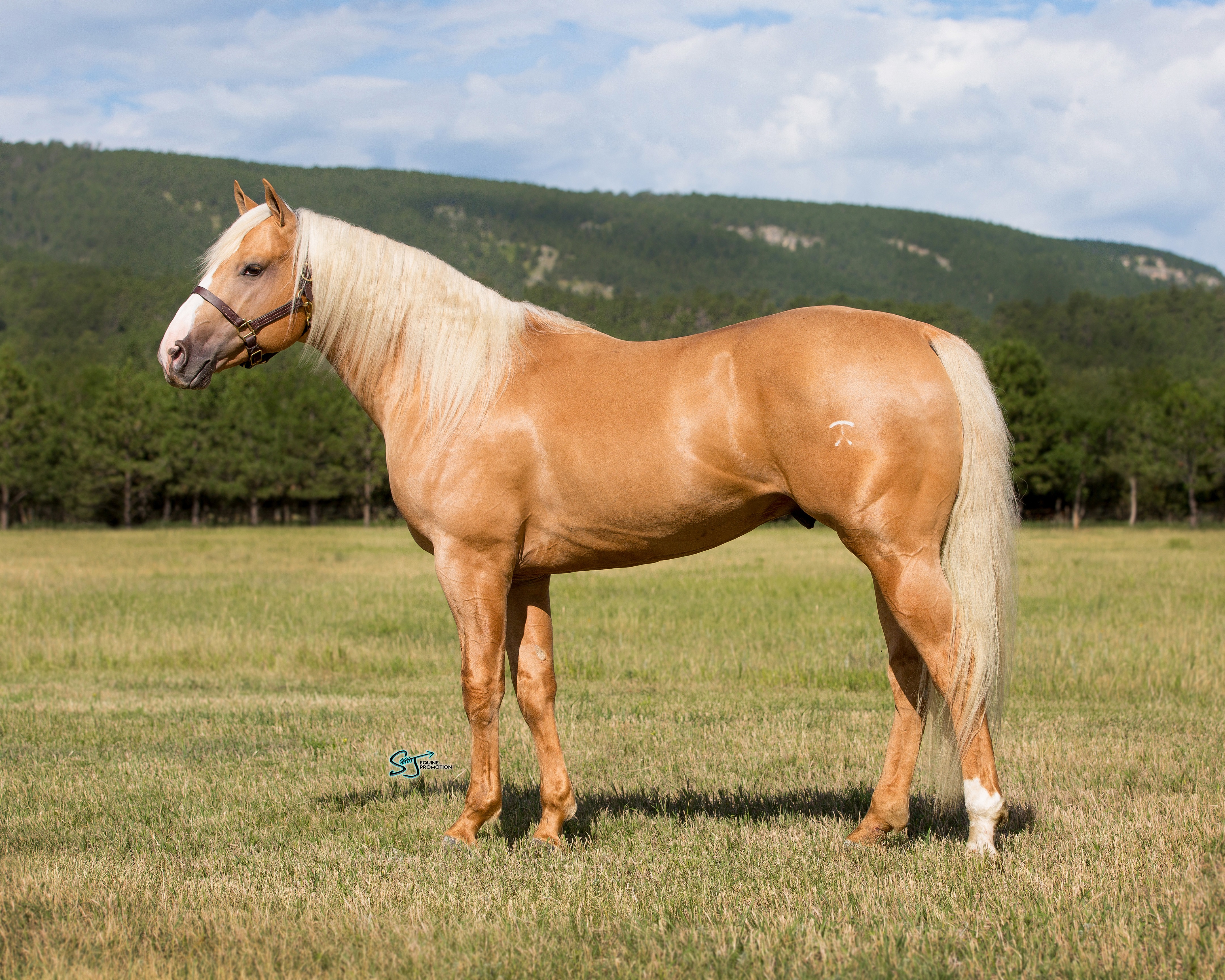 UNRELENTING FORCE - Stallions - Ruby Buckle