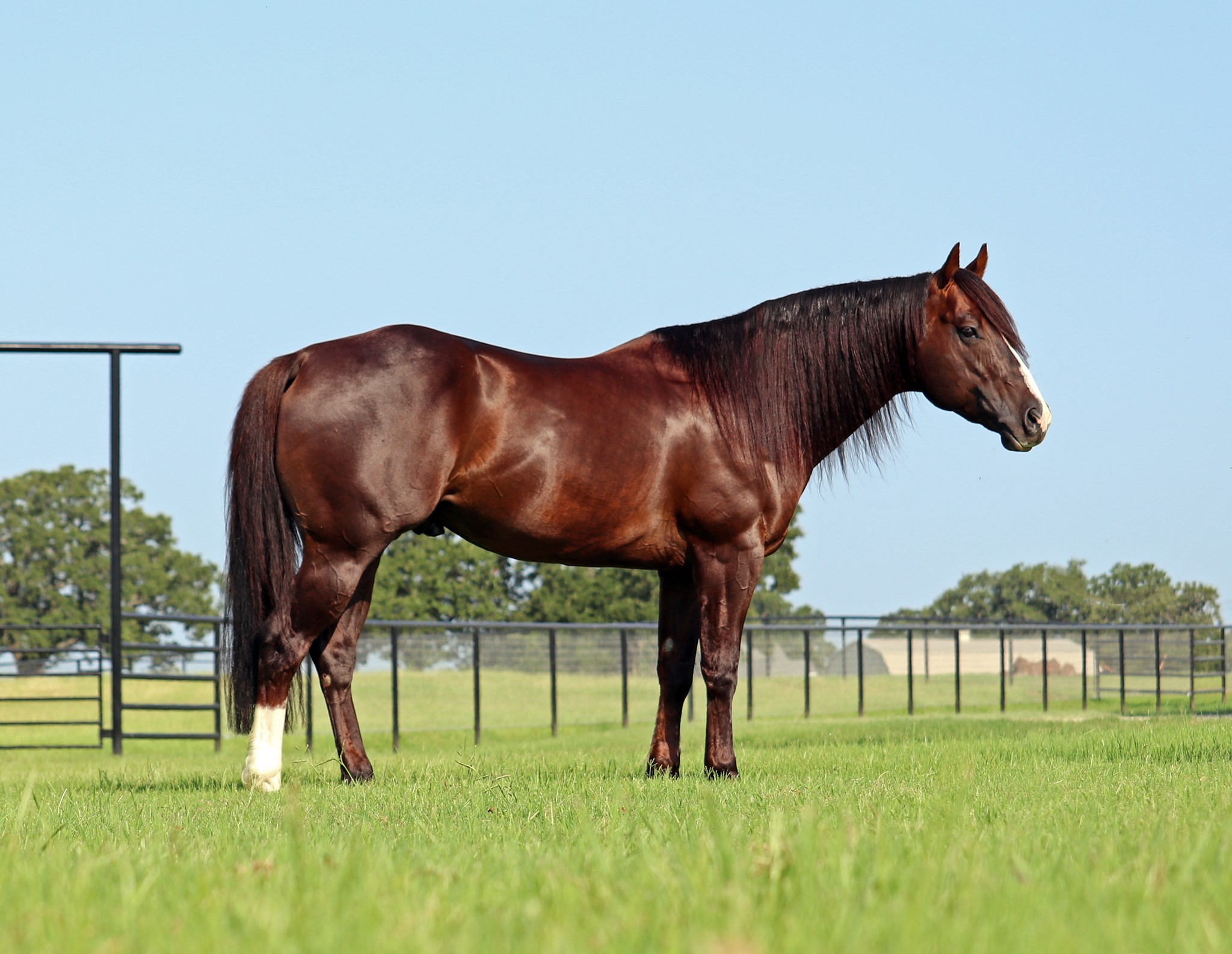 Stallions - Pink Buckle