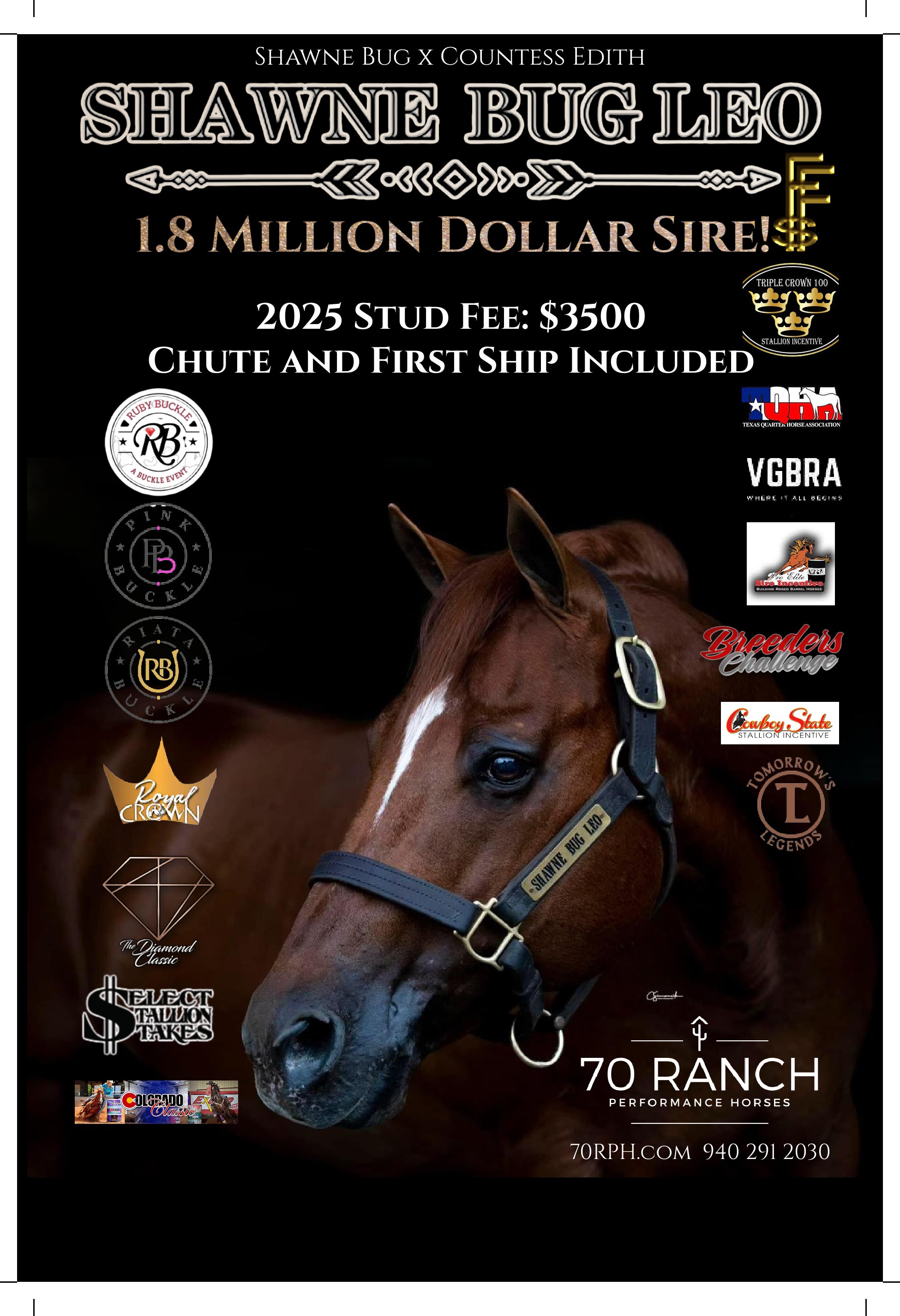 SHAWNE BUG LEO - Stallions - Pink Buckle