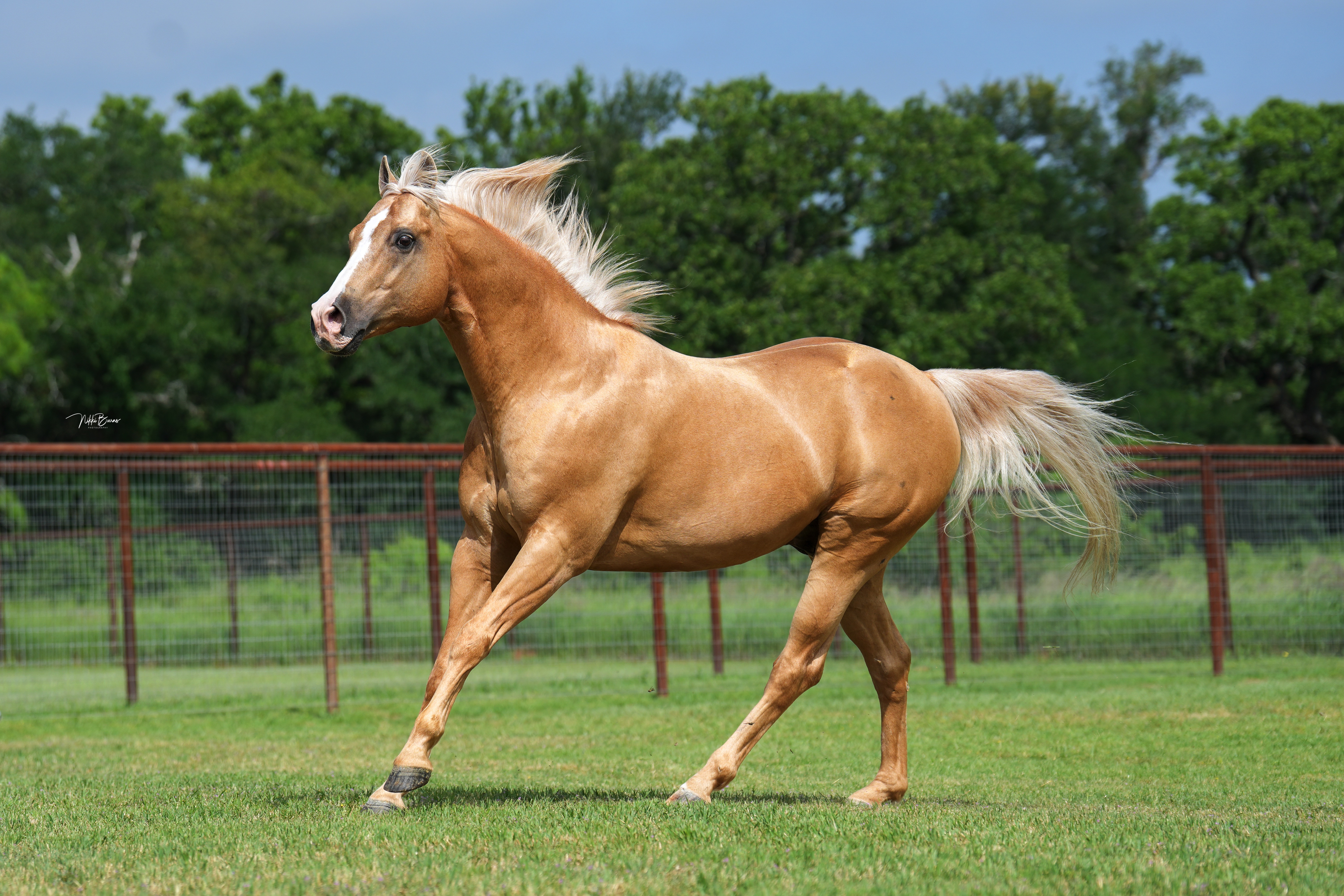 SUN FROSTED ROCKET - Stallions - Ruby Buckle