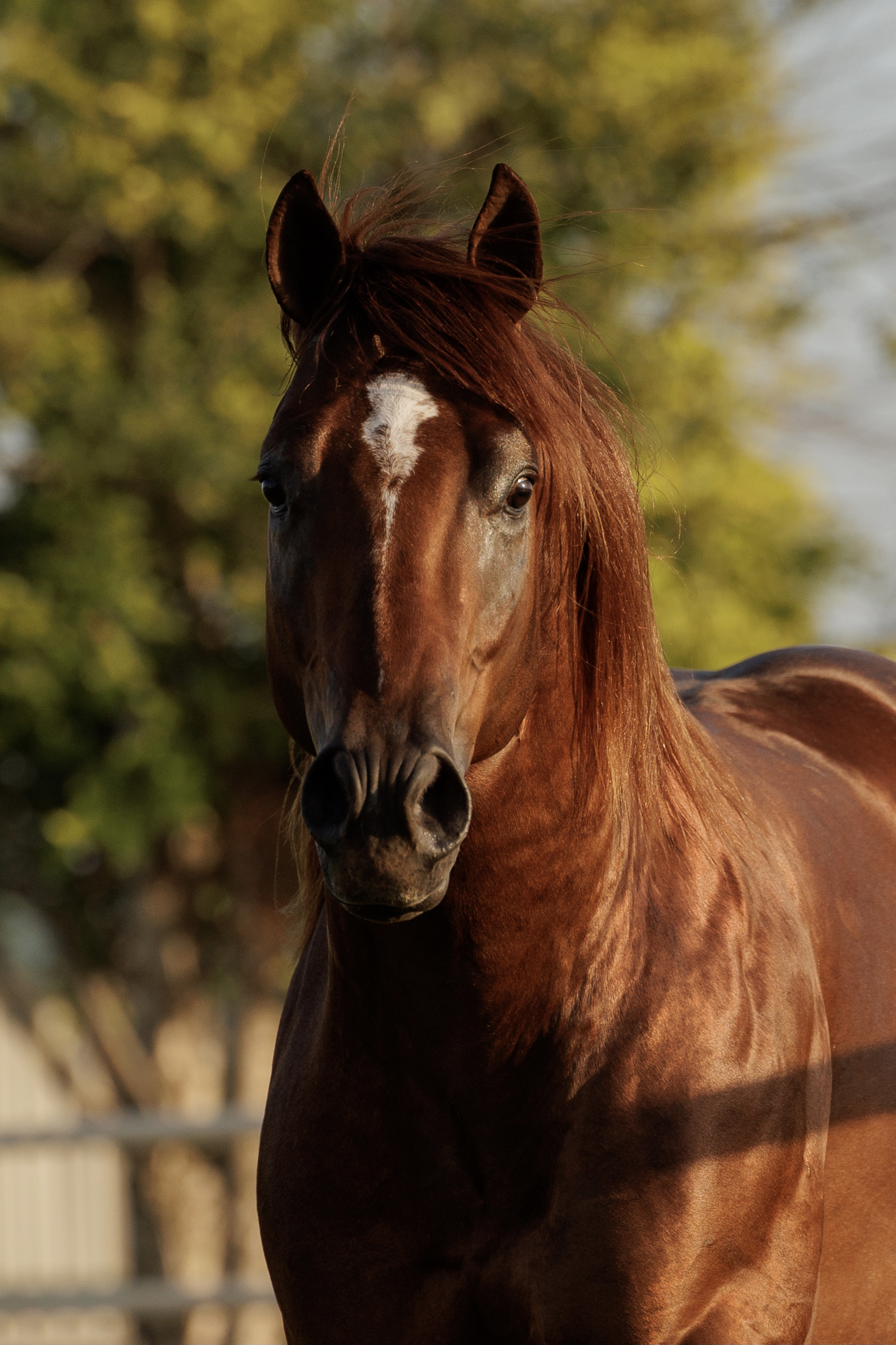 ADIOSS - Stallions - Pink Buckle