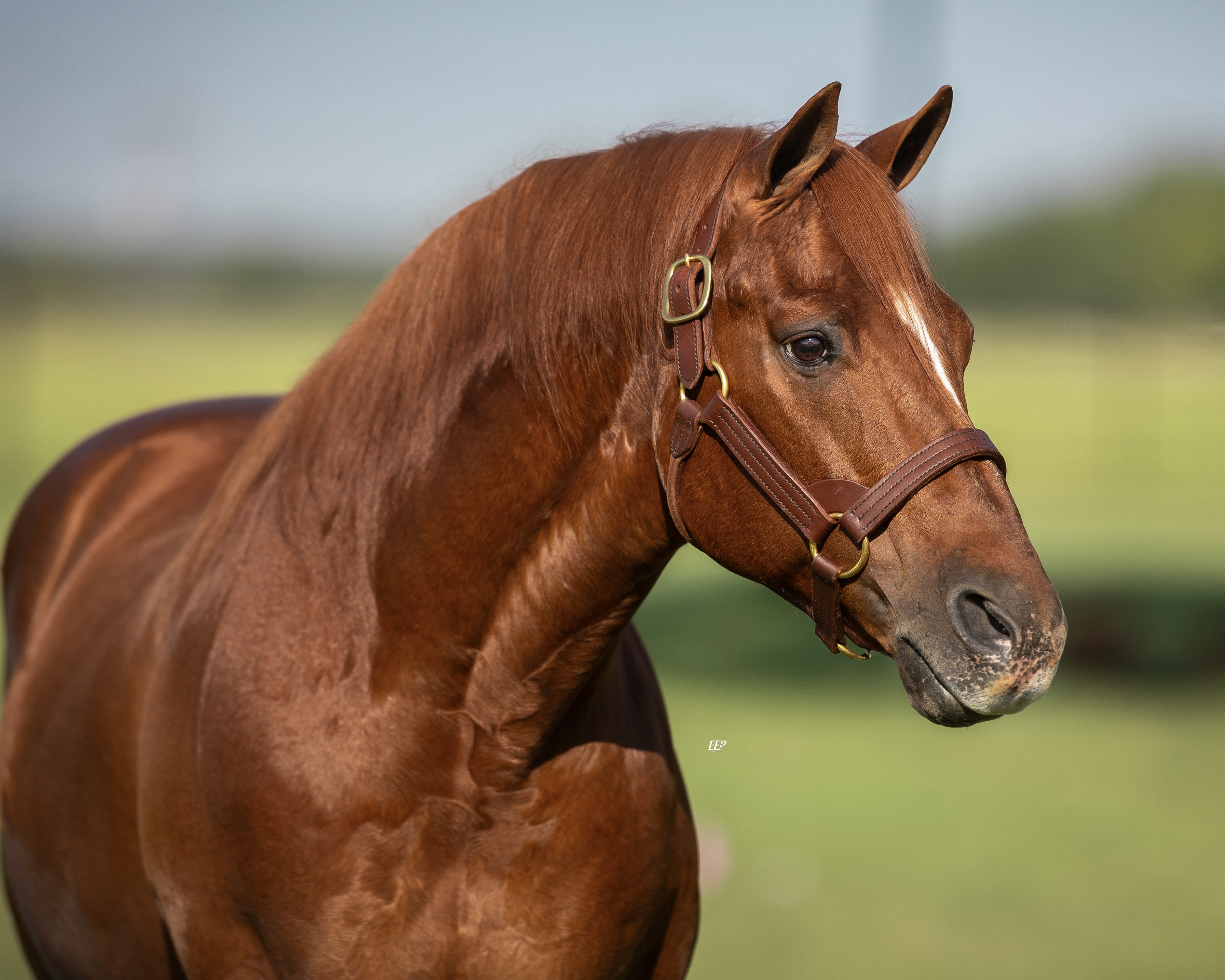 SHAWNE BUG LEO - Stallions - Pink Buckle