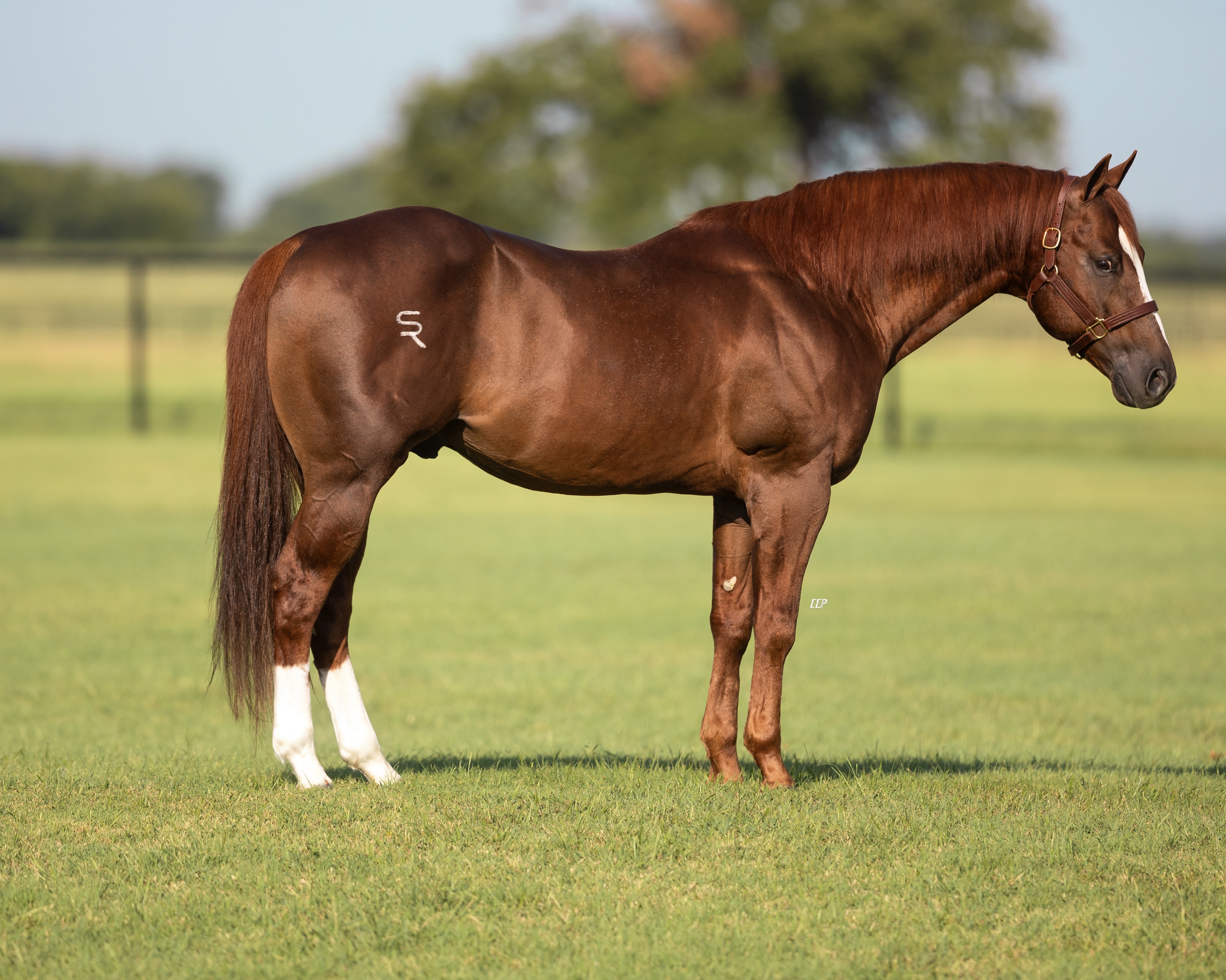SR INDUSTRY TITAN - Stallions - Ruby Buckle