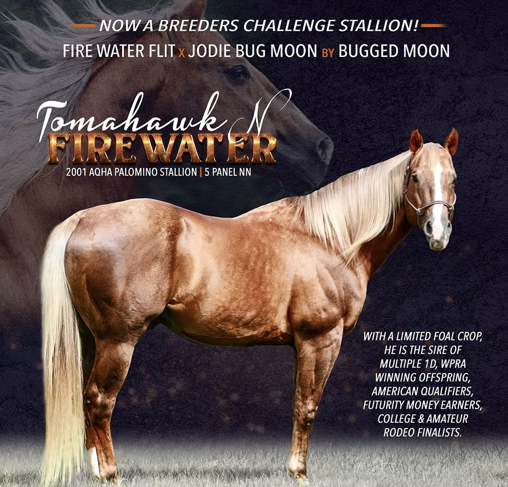 TOMAHAWK N FIREWATER - Stallions - Ruby Buckle