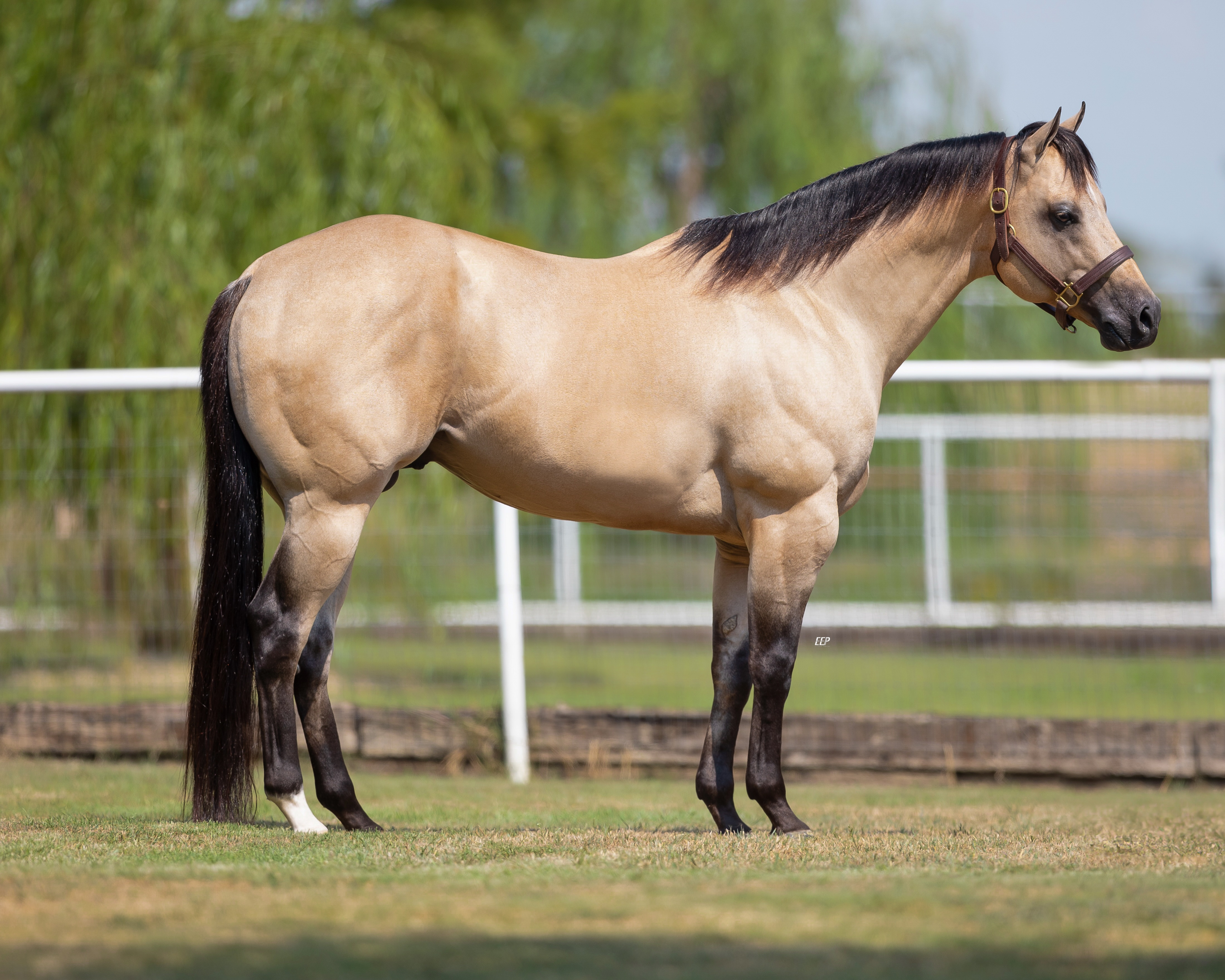 SMOOTH IVORY - Stallions - Ruby Buckle