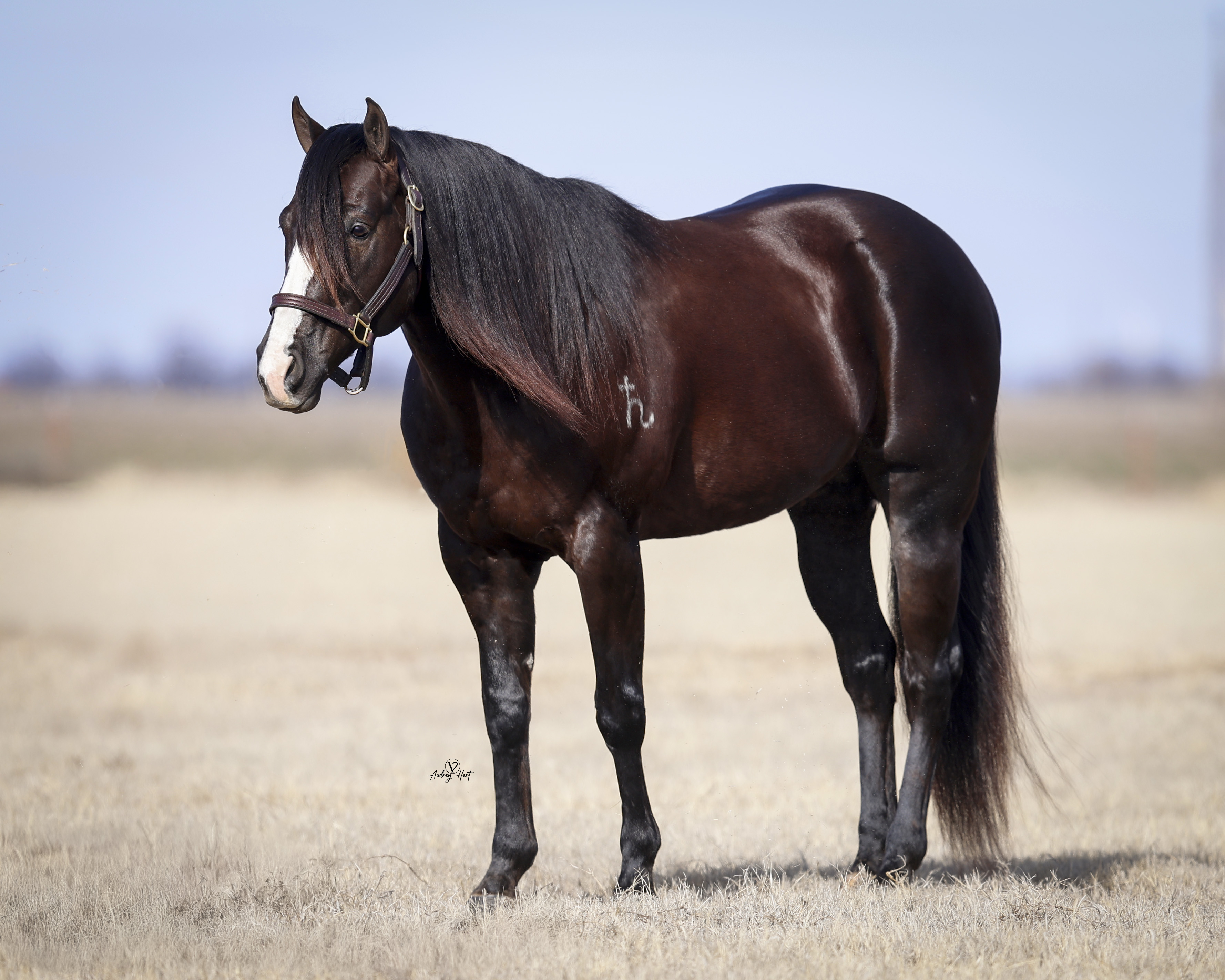 TSH PENDLETON - Stallions - Ruby Buckle