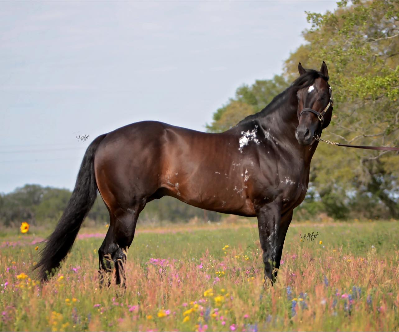 TRIPLE VODKA - Stallions - Ruby Buckle