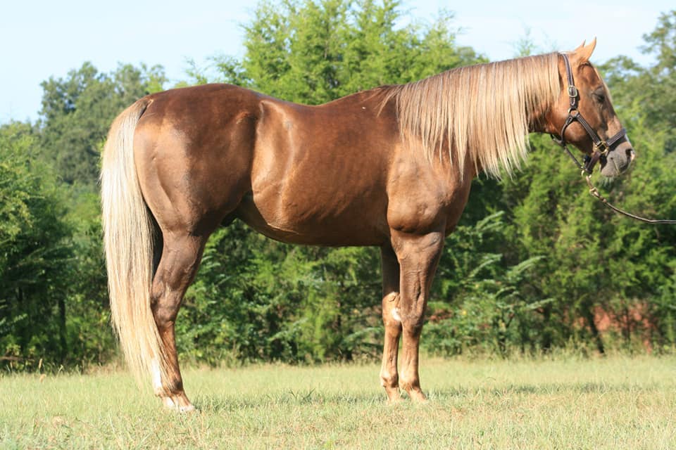 TOMAHAWK N FIREWATER - Stallions - Ruby Buckle