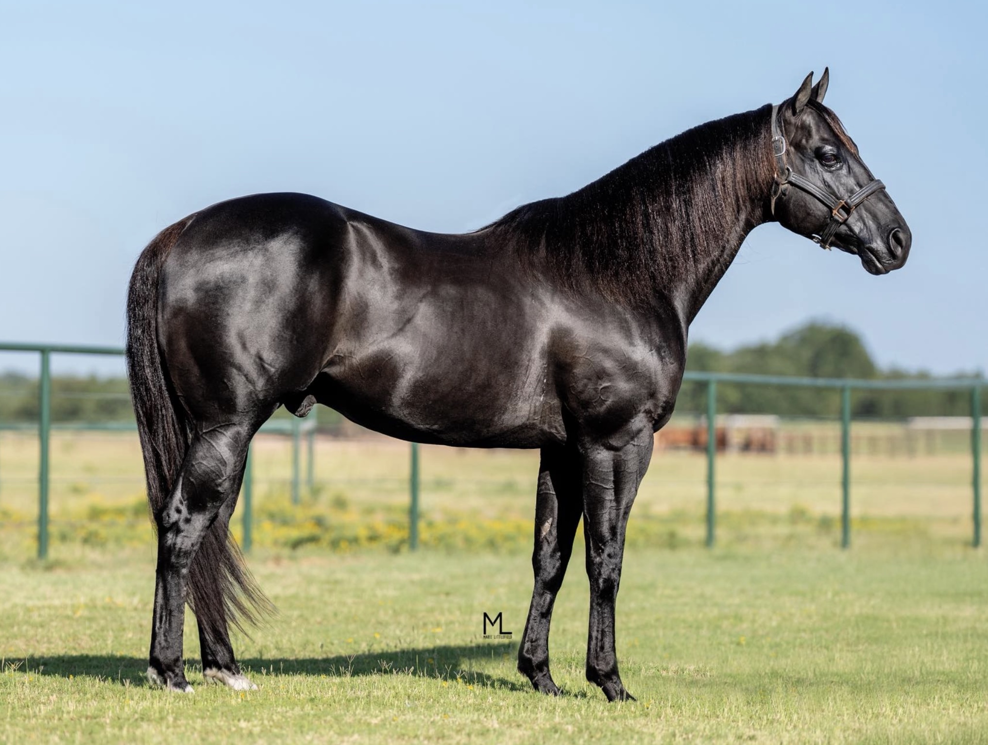 Stallions - Pink Buckle
