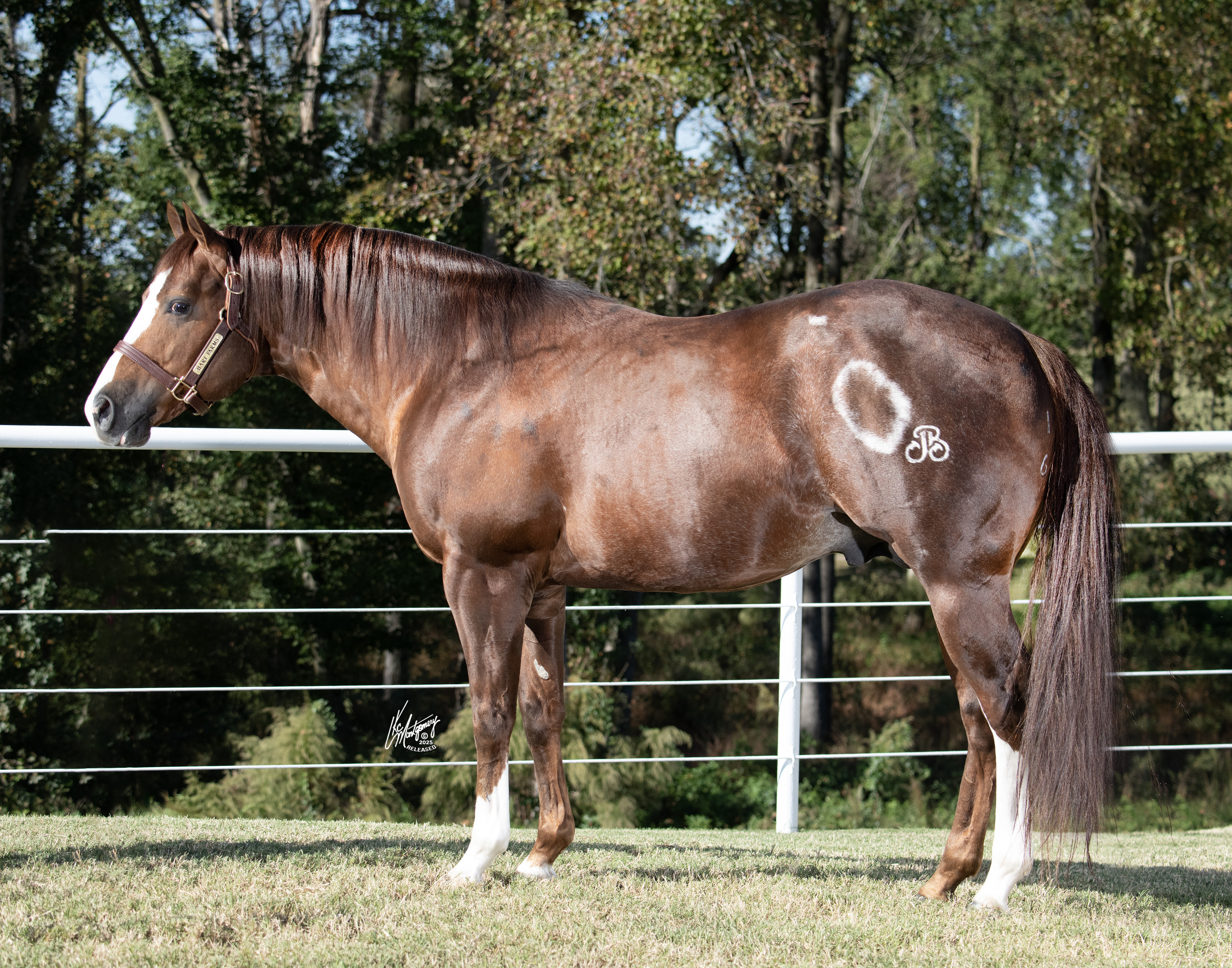 Stallions - Pink Buckle