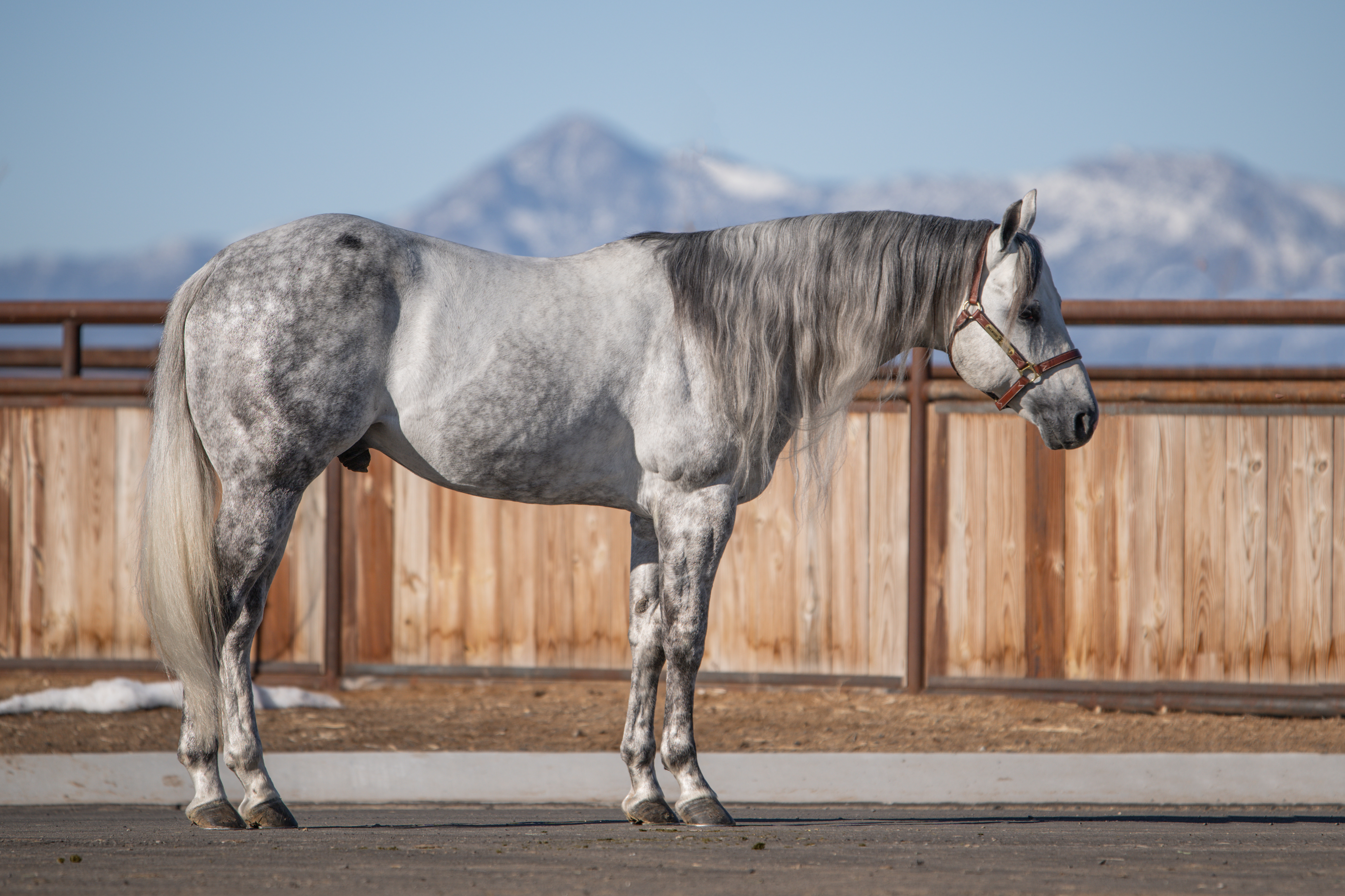 STERLIN FIREWATER - Stallions - Ruby Buckle