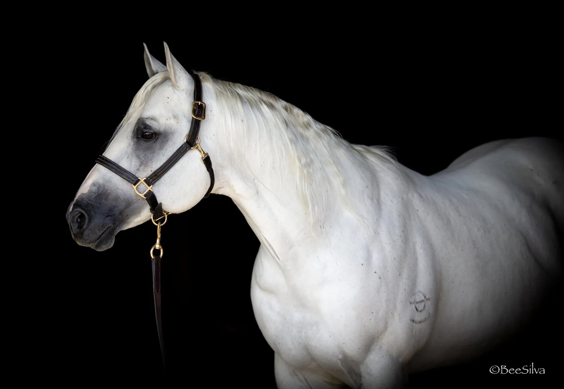 FIESTAS GOTTA GUN - Stallions - Pink Buckle