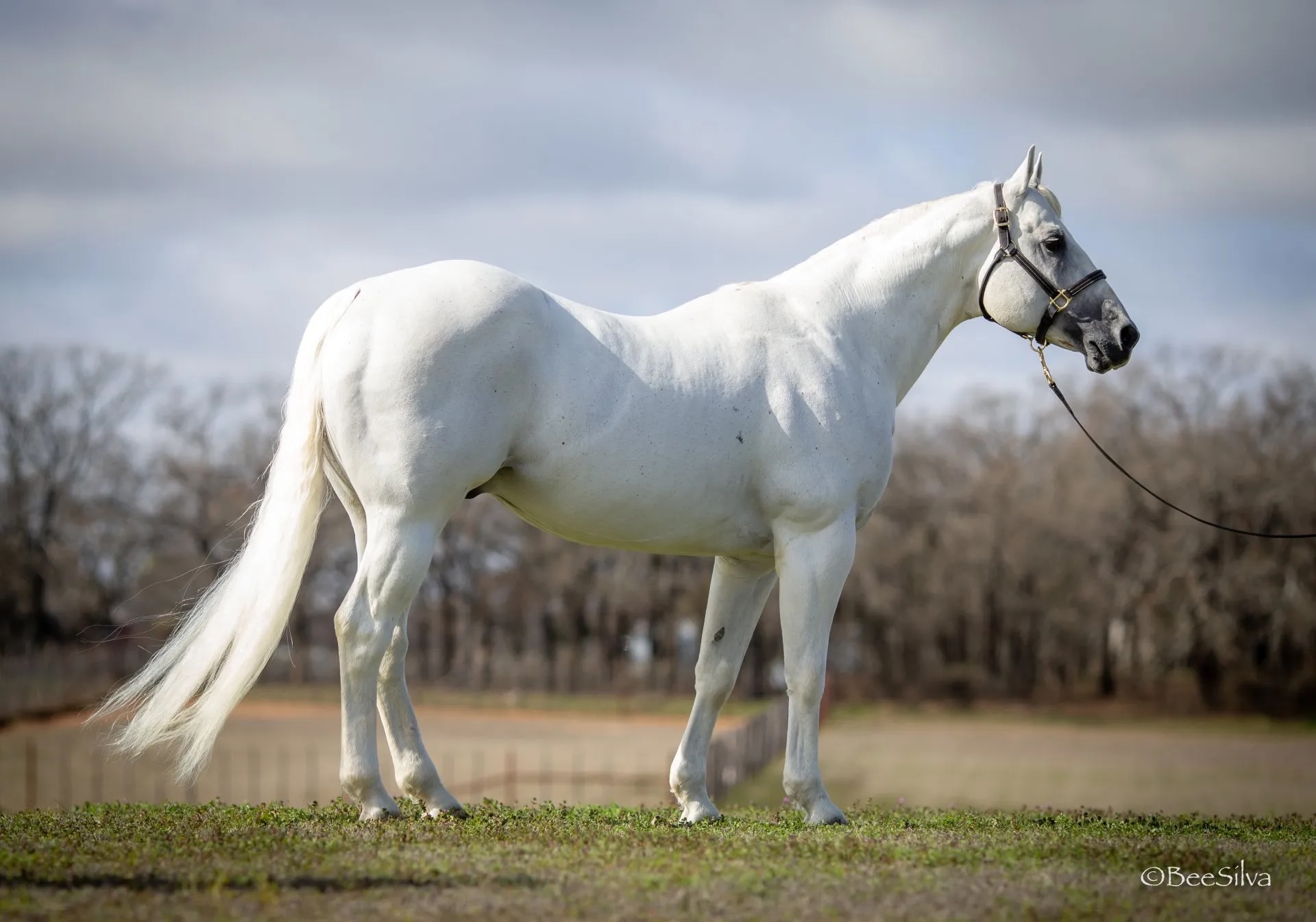 Stallions - Pink Buckle