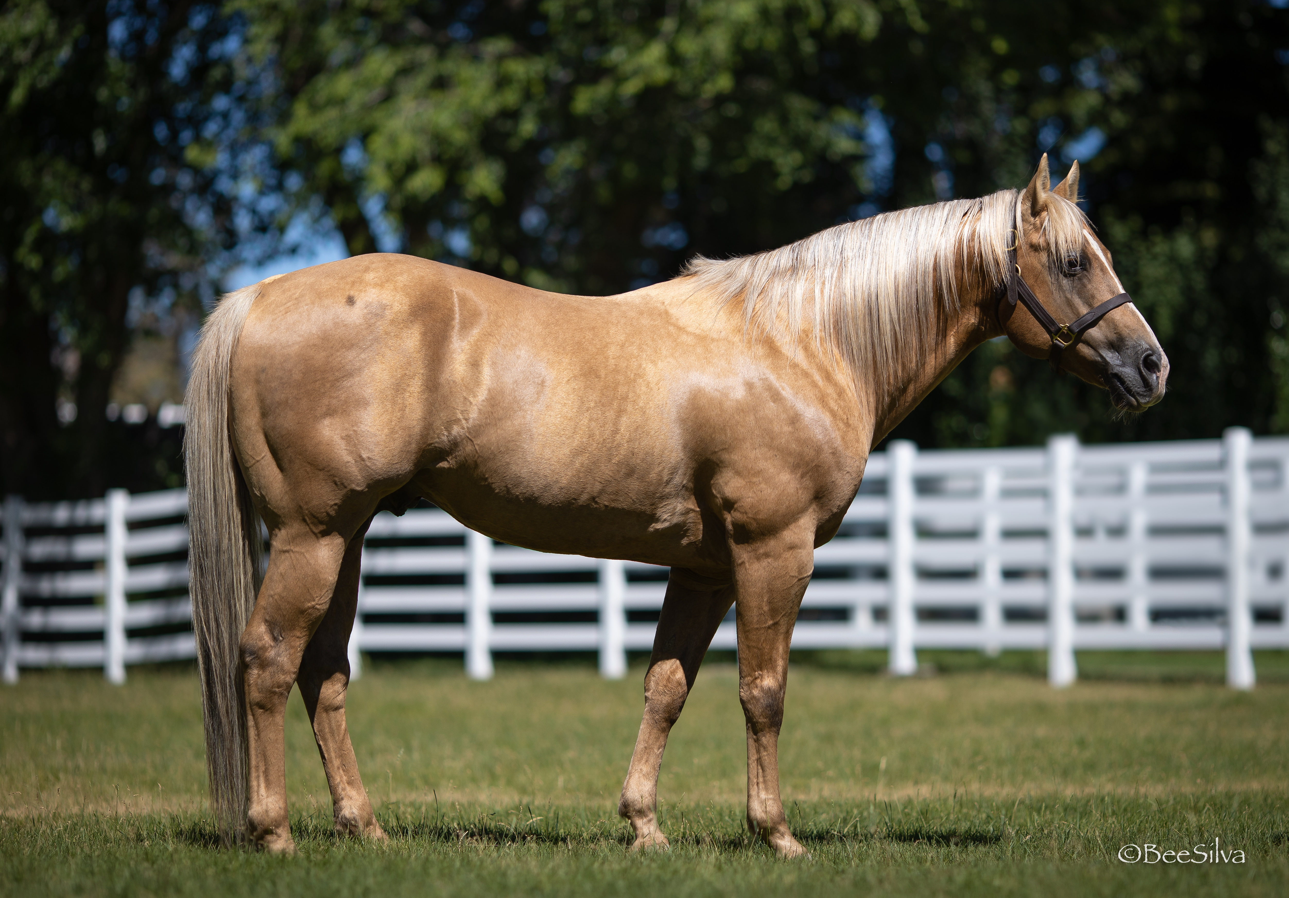 FIRST DOWN FRENCH - Stallions - Ruby Buckle