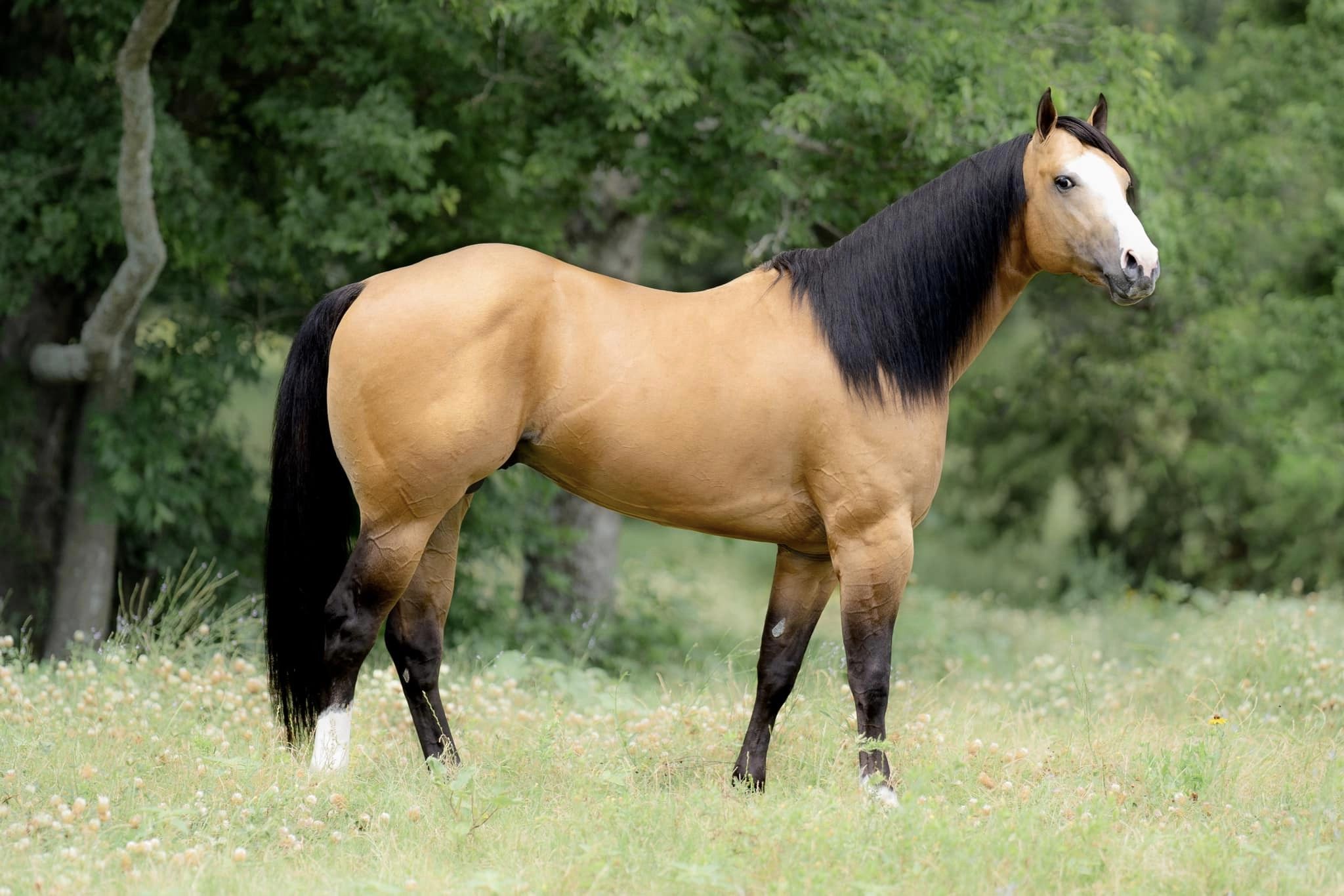 FRENCH EMPIRE - Stallions - Ruby Buckle