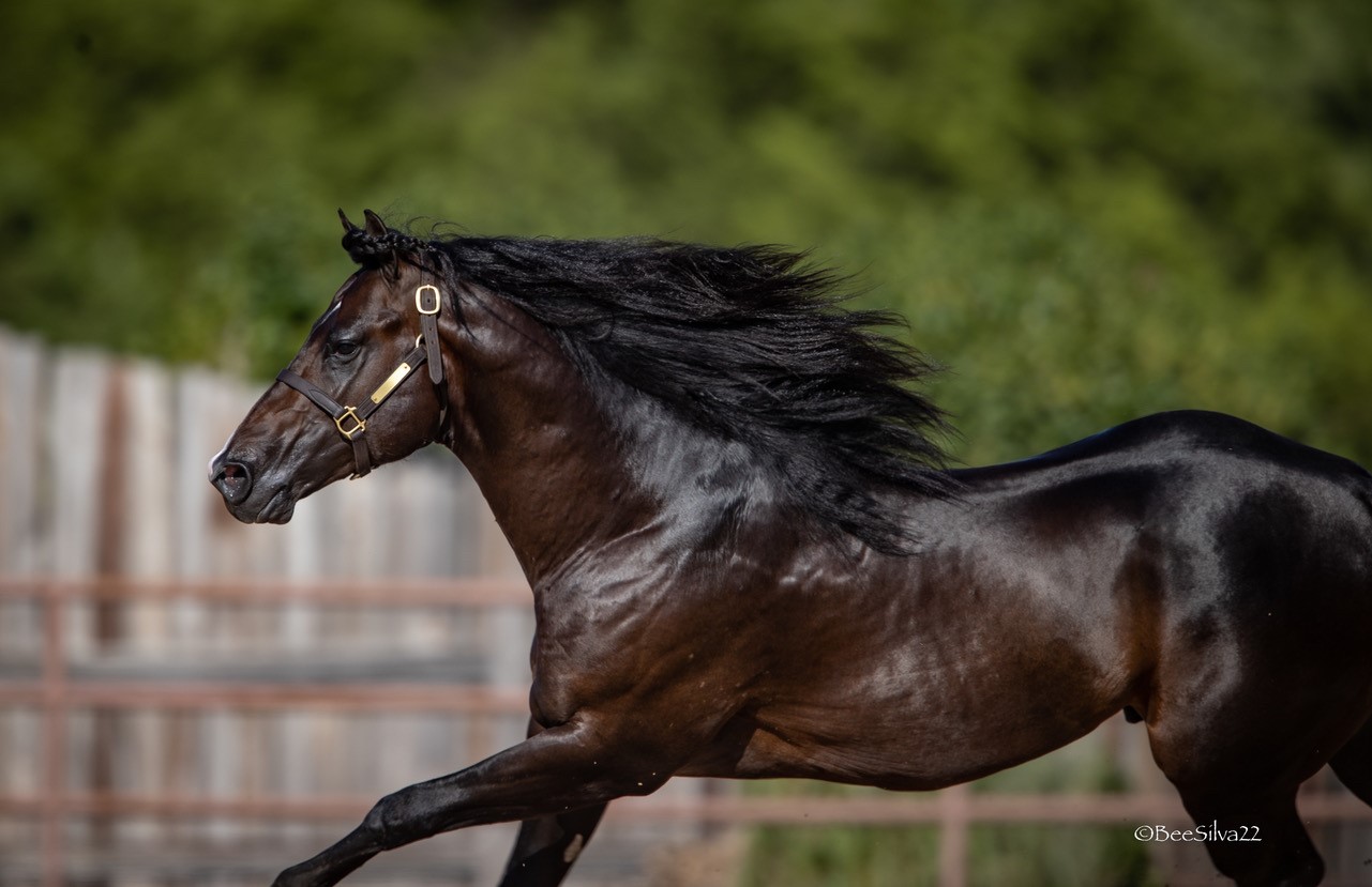 MENAGE A TRES - Stallions - Pink Buckle