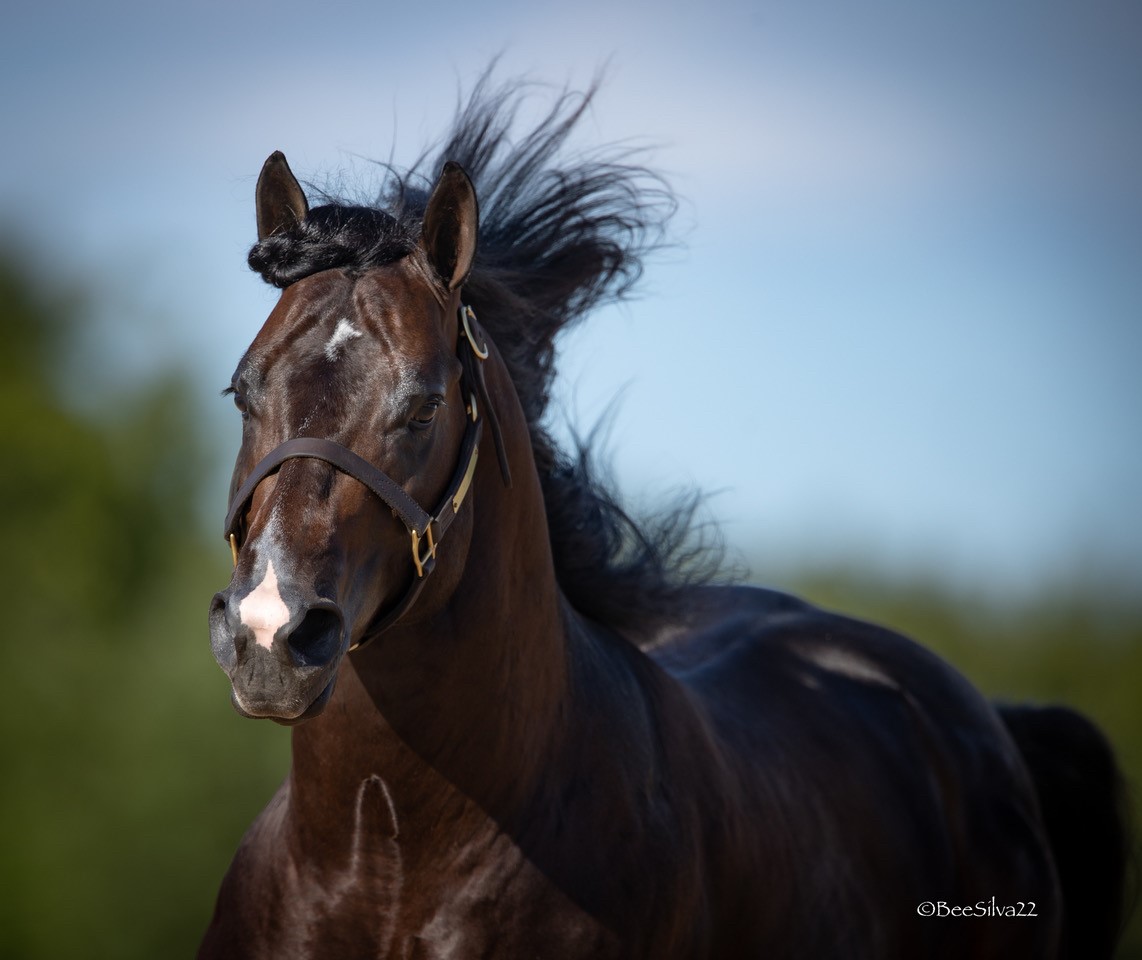 MENAGE A TRES - Stallions - Pink Buckle