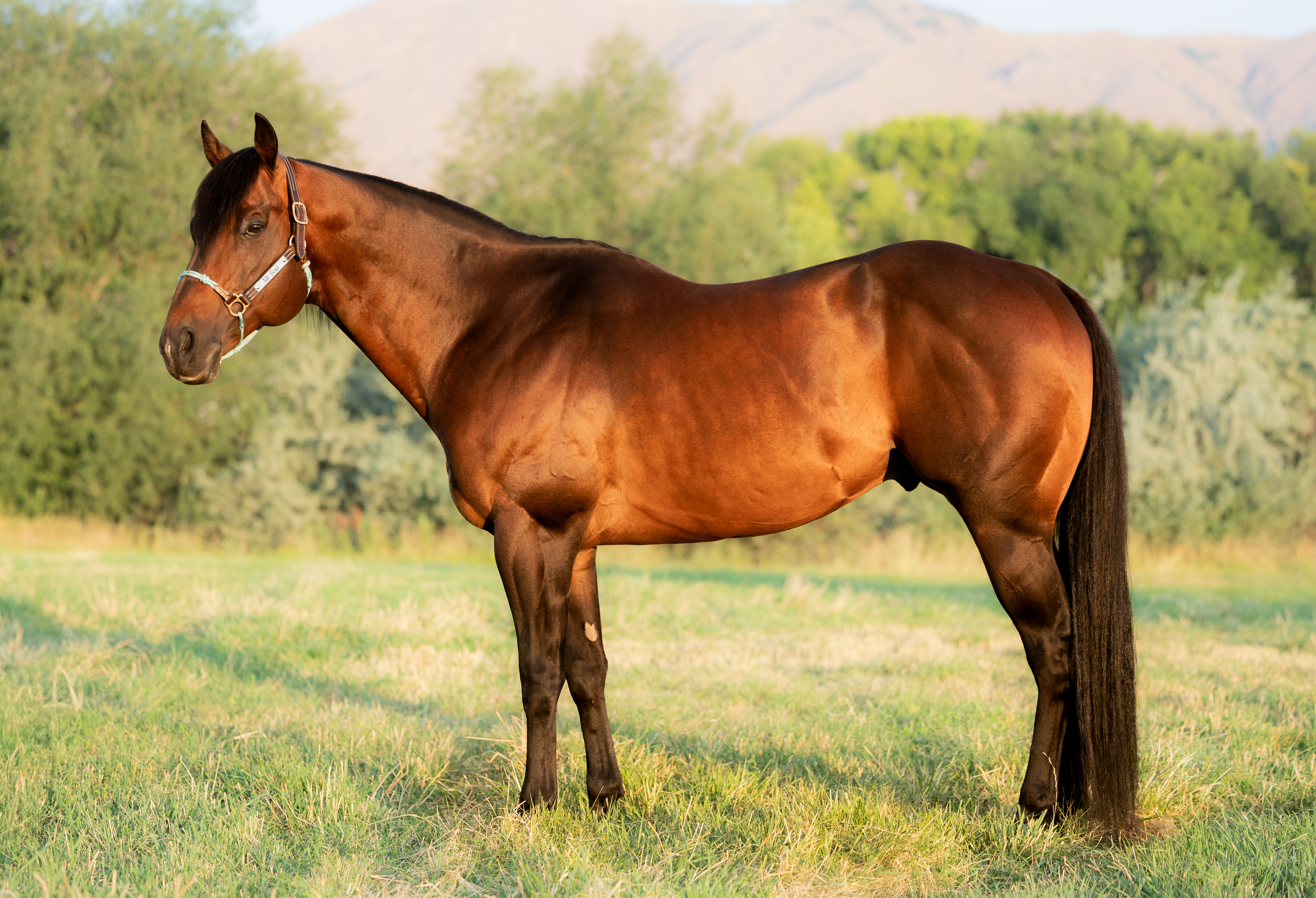 MR SOUL - Stallions - Ruby Buckle