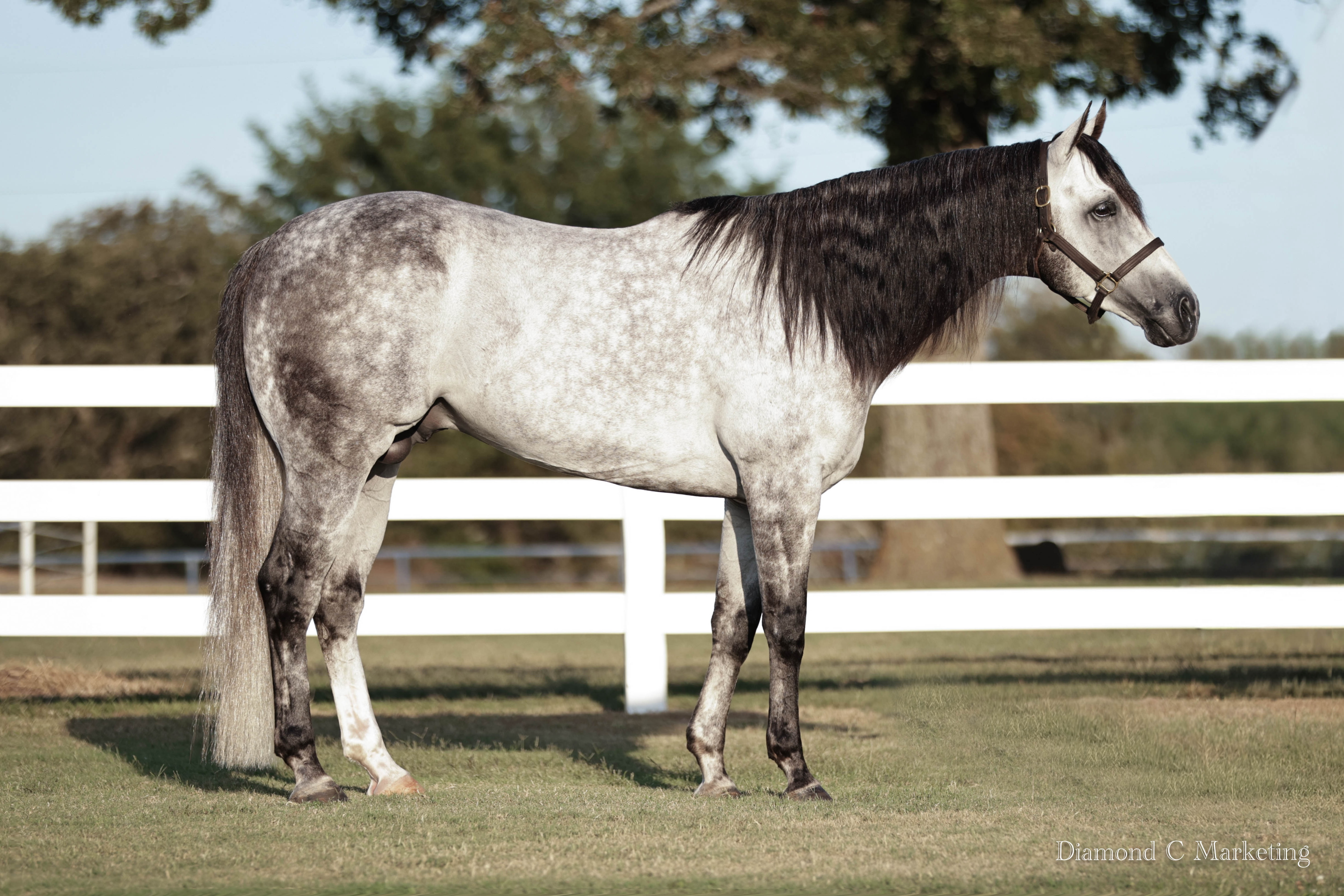Stallions - Pink Buckle