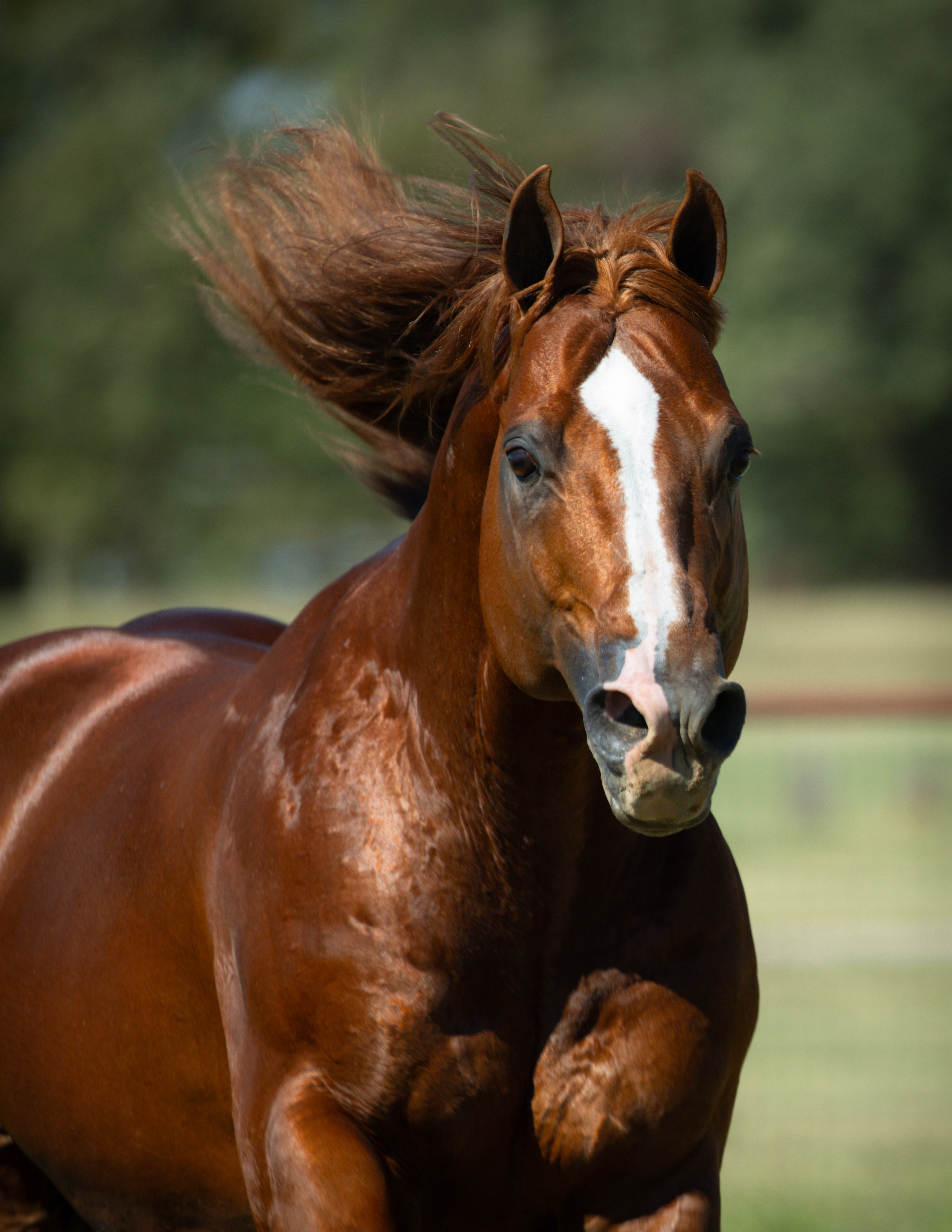 JL DASH TA HEAVEN - Stallions - Pink Buckle