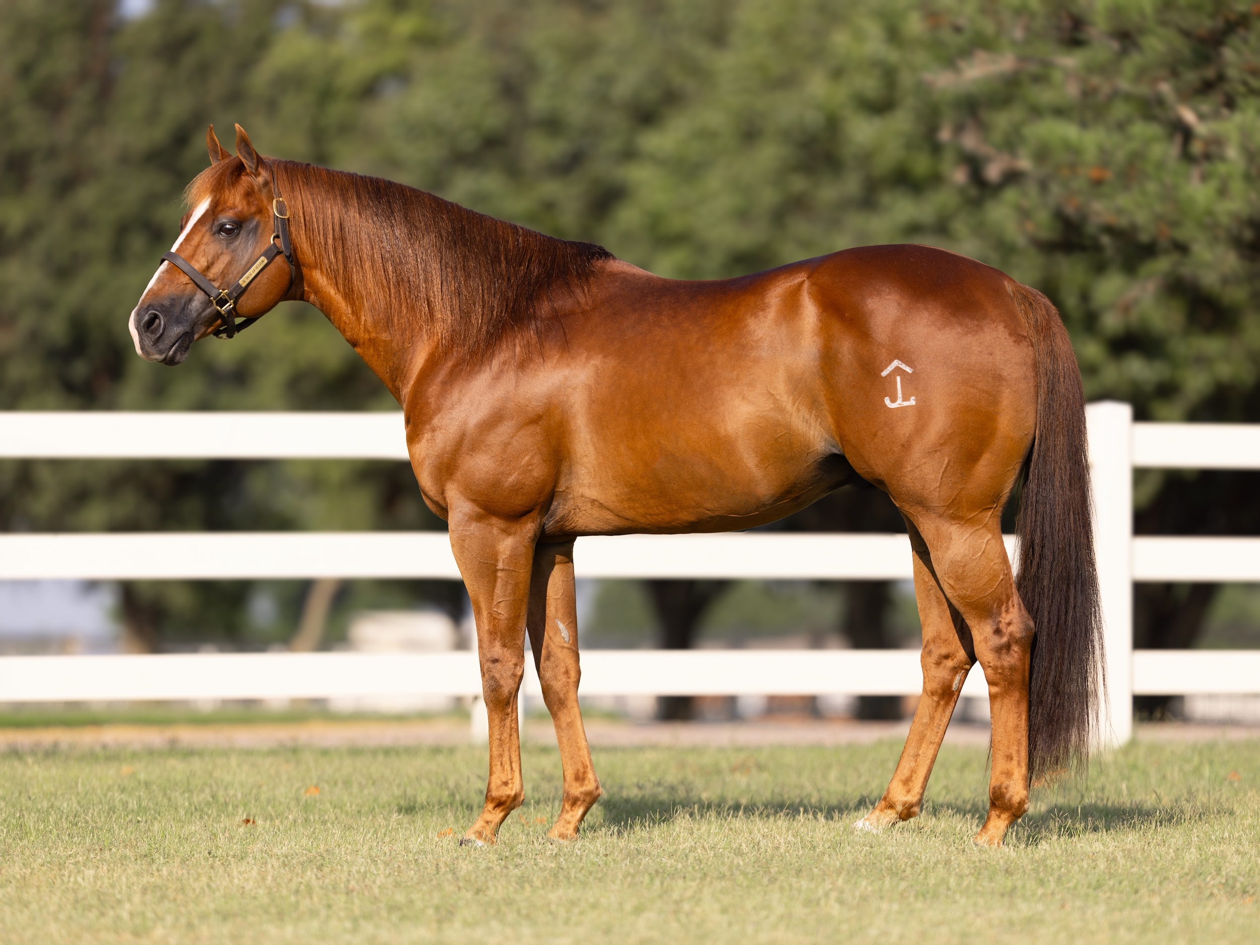 JL DASH TA HEAVEN - Stallions - Pink Buckle