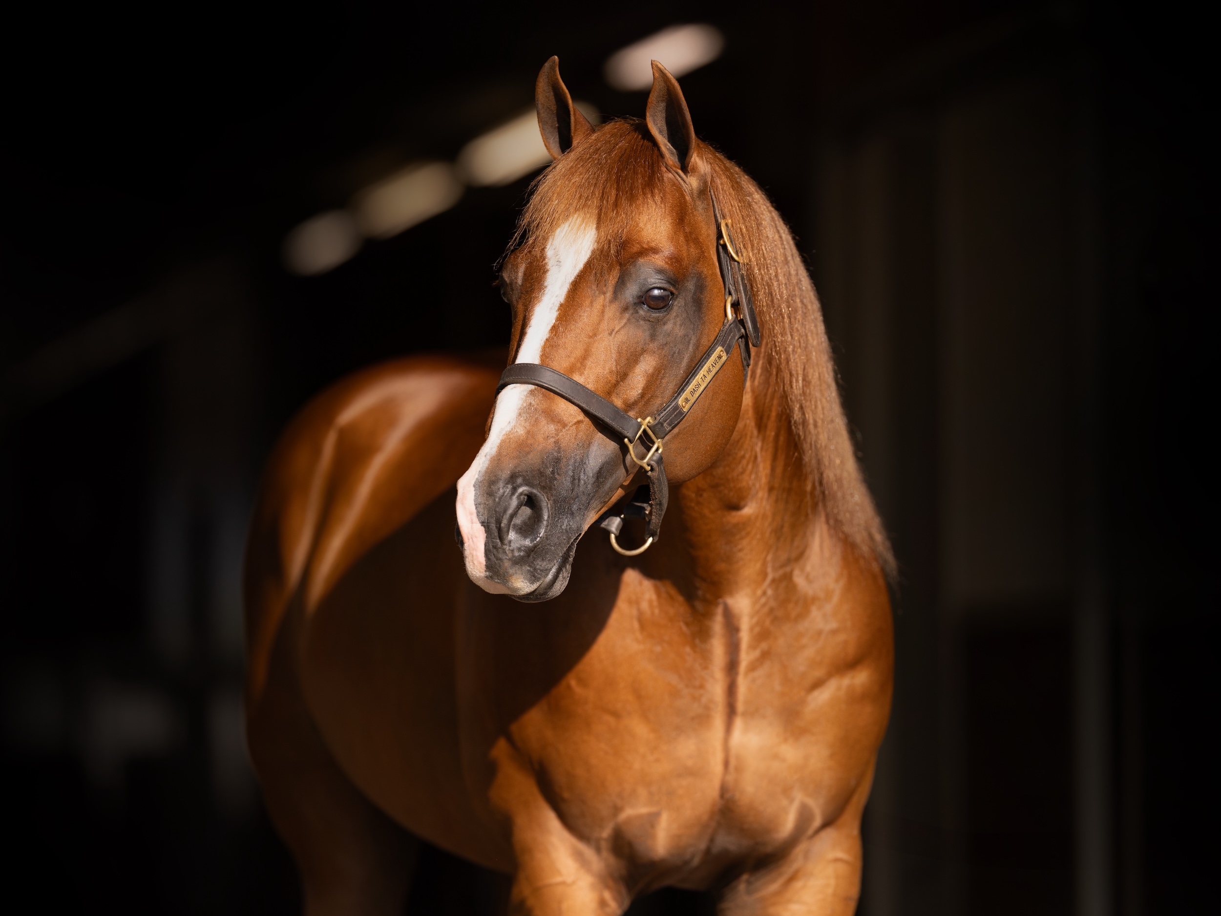 JL DASH TA HEAVEN - Stallions - Pink Buckle