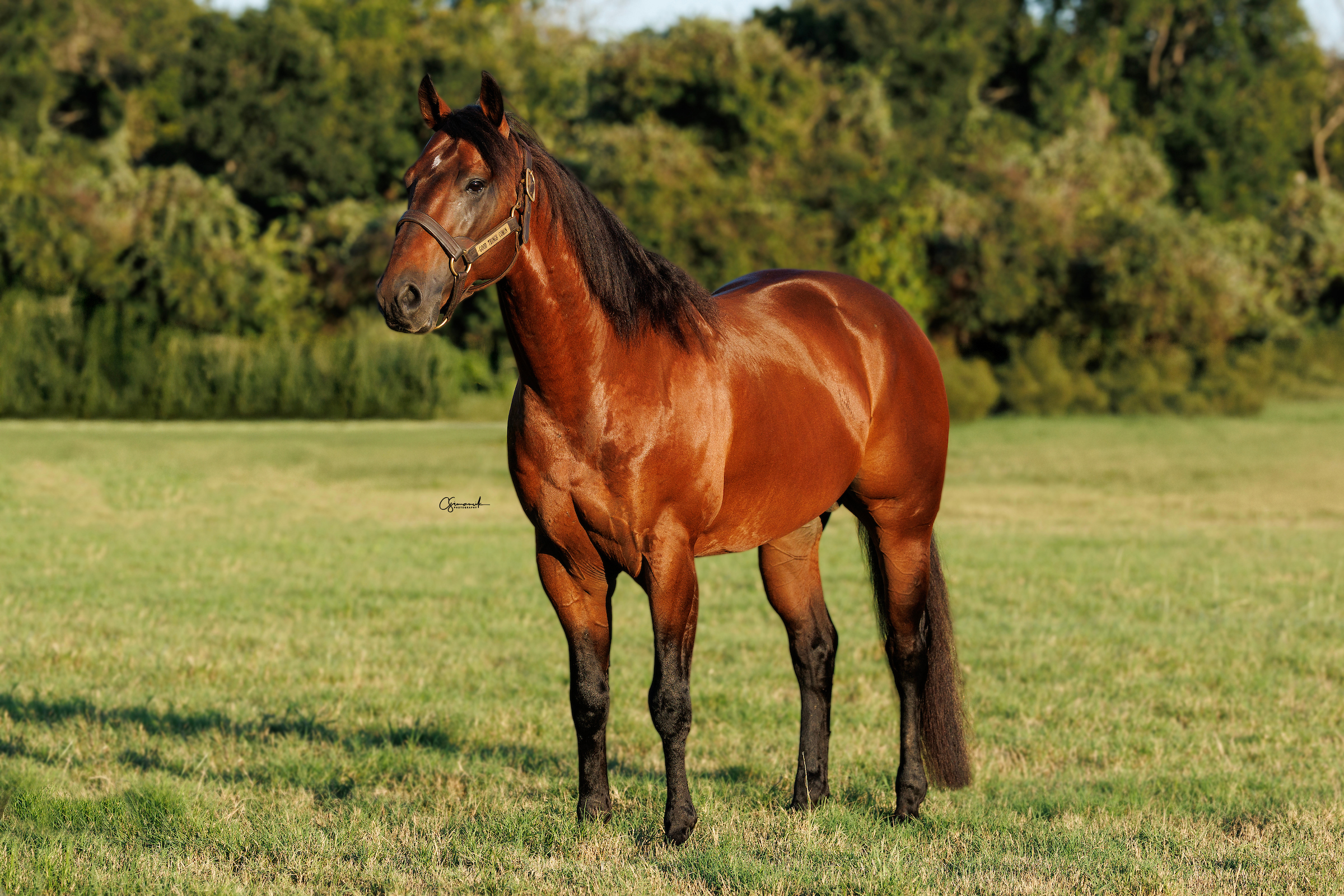 GOOD THINGS COMIN - Stallions - Ruby Buckle