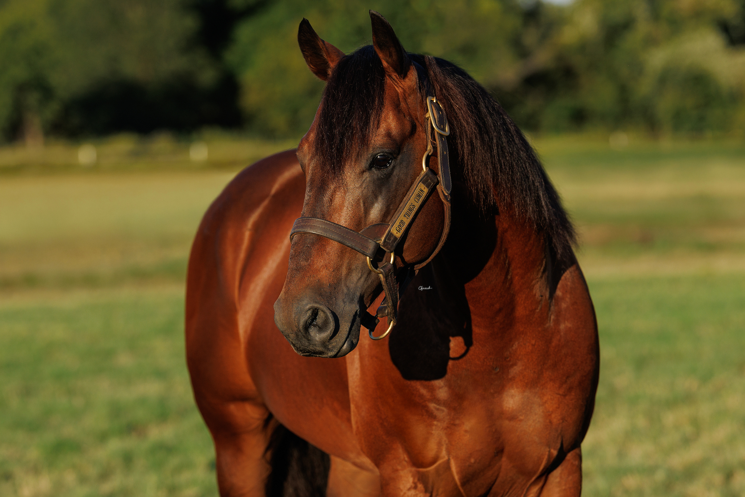 GOOD THINGS COMIN - Stallions - Ruby Buckle