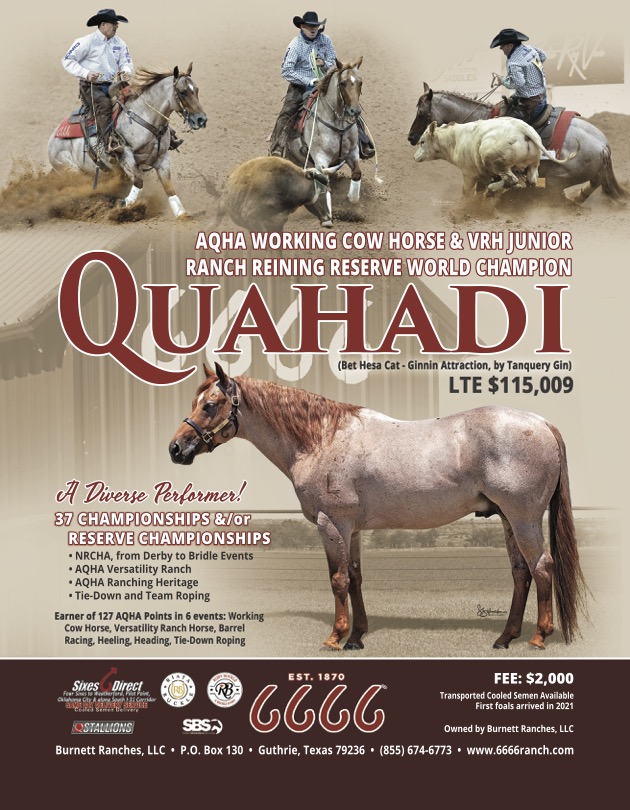 Quahadi - Stallions - Ruby Buckle