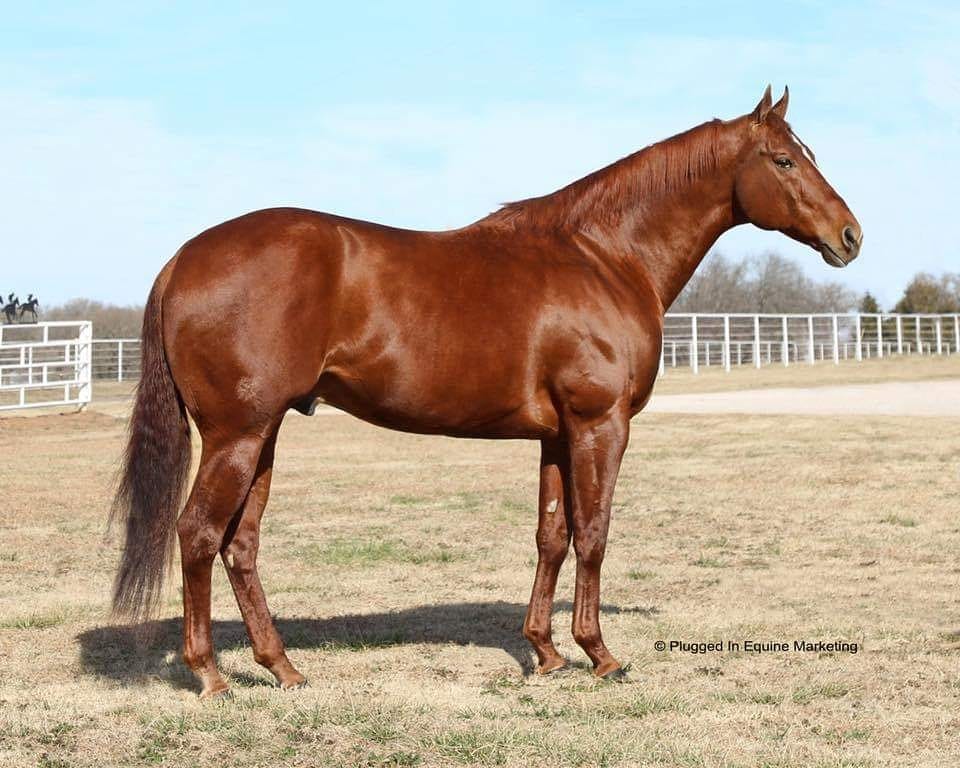 JESSCUZICAN - Stallions - Ruby Buckle