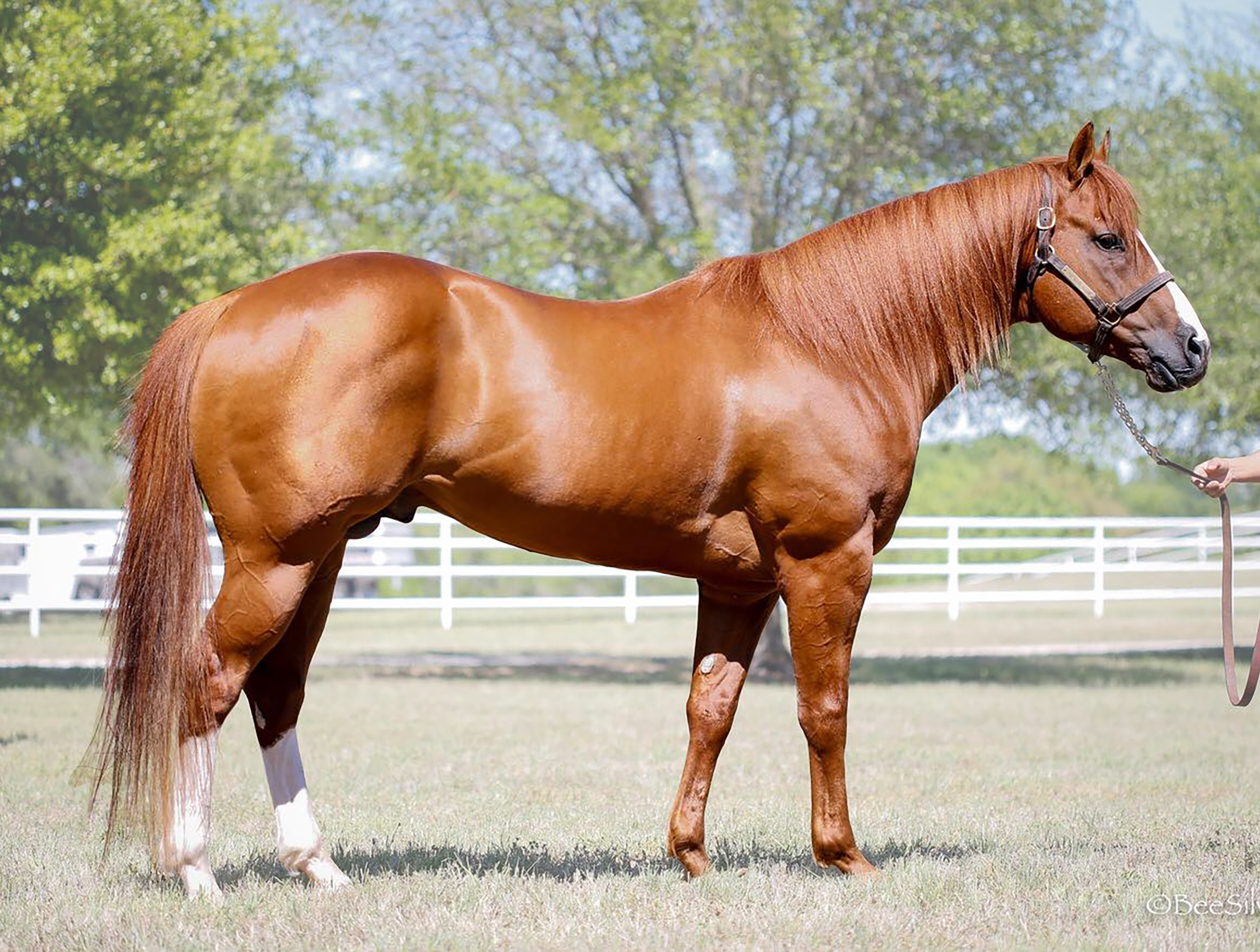 MR SHAWNE TRES - Stallions - Ruby Buckle