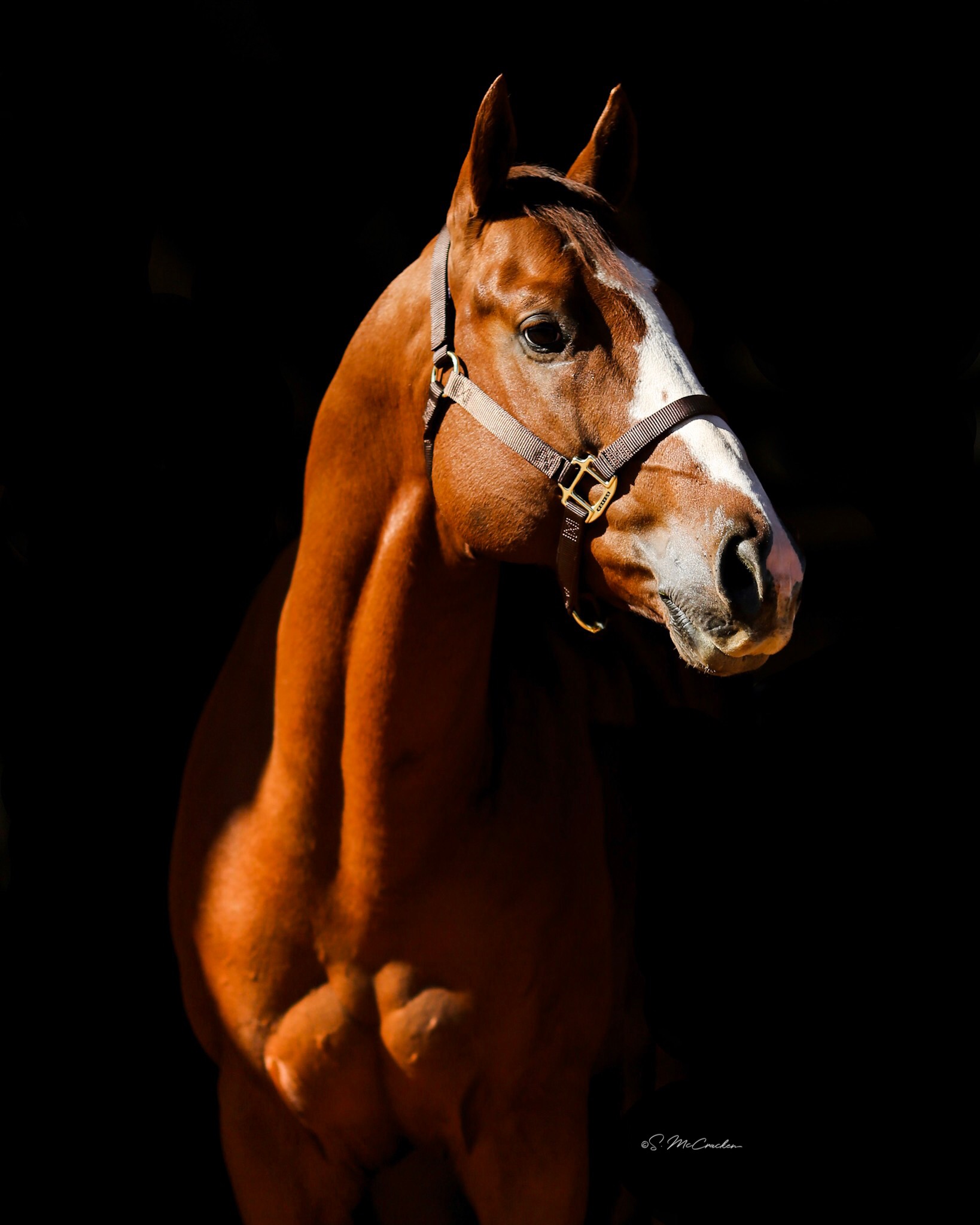 PCR PINK CADILLAC - Stallions - Ruby Buckle
